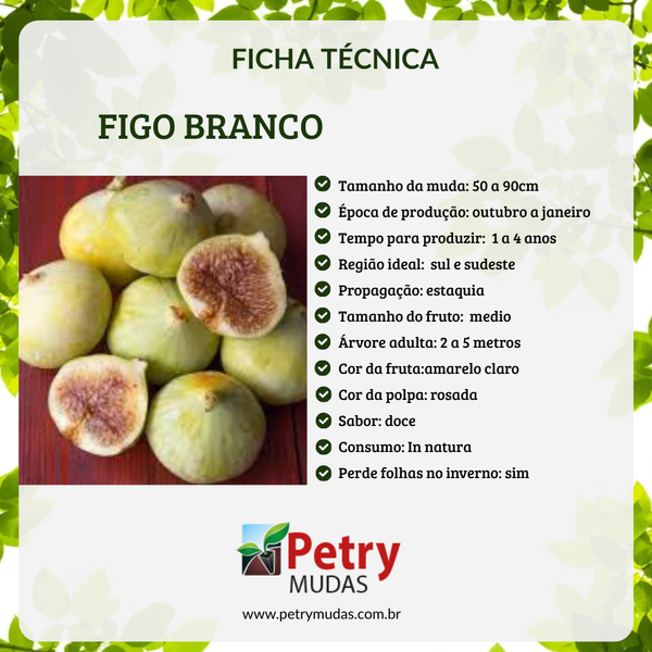 Muda Frutífera de Figo Branco