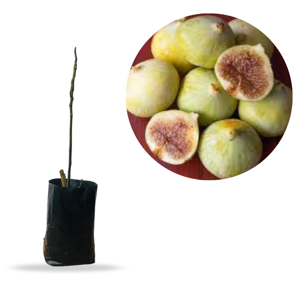 Muda Frutífera de Figo Branco