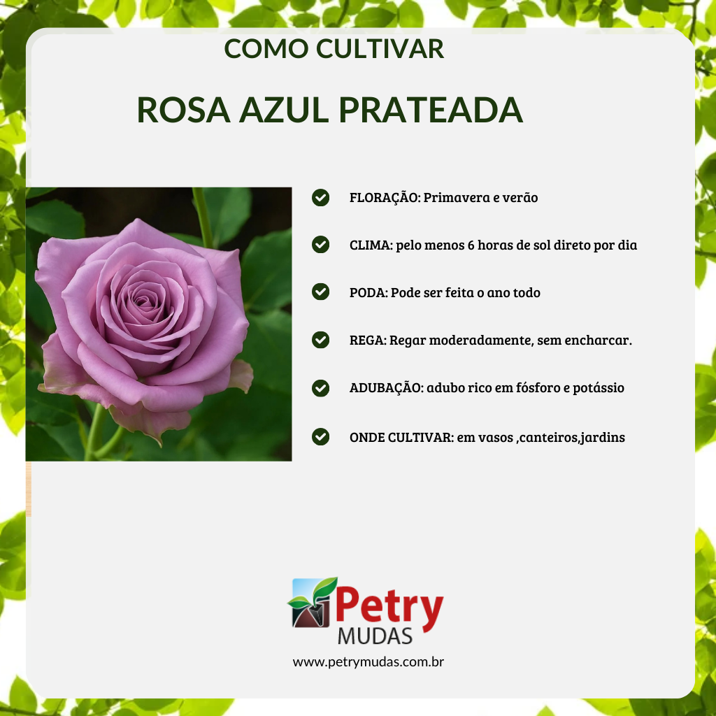 MUDA DE ROSA AZUL PRATEADA
