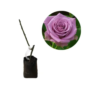 Muda de Roseira Azul Prateada Enxertada