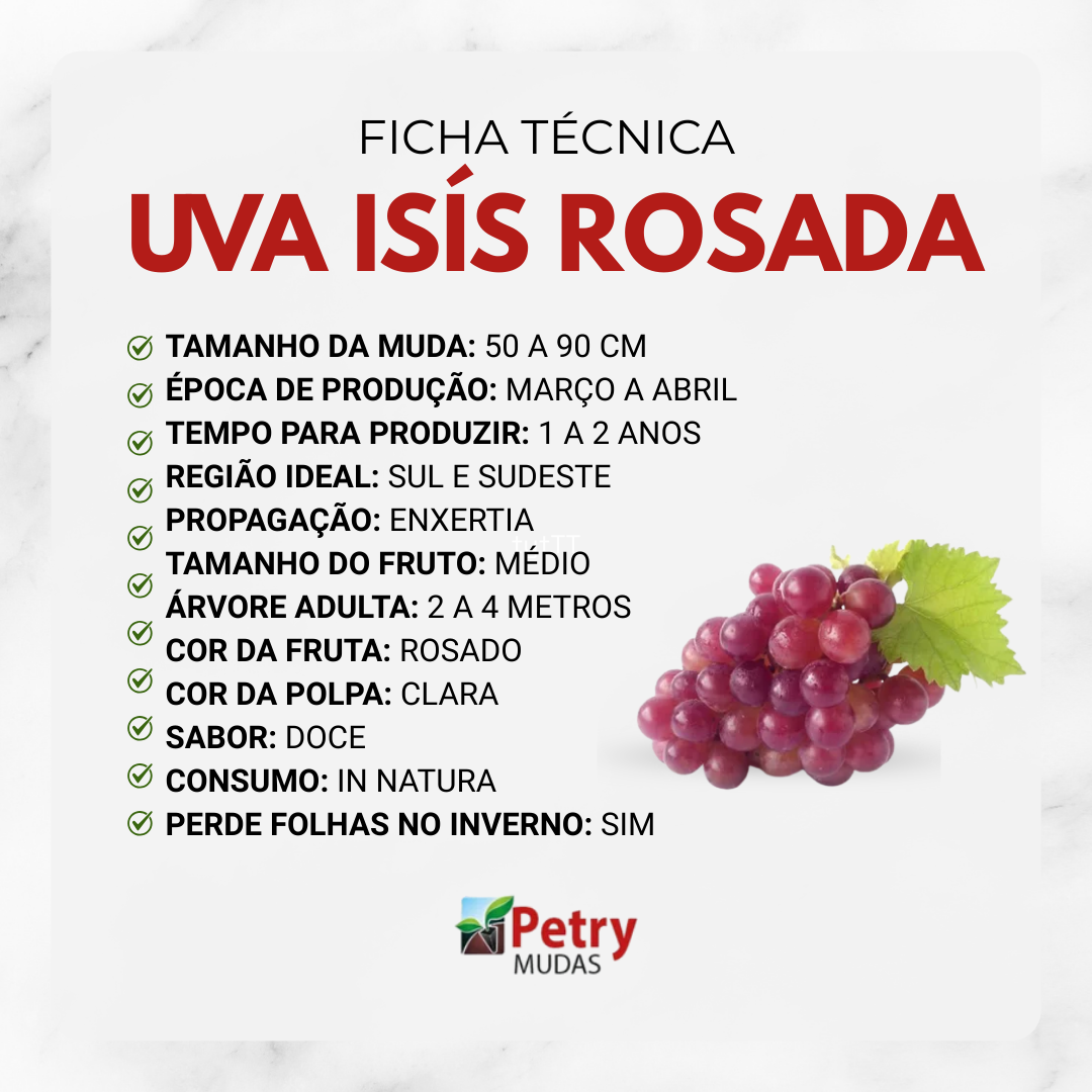 Muda Frutífera de Uva Isis Rosada sem Semente Enxertada