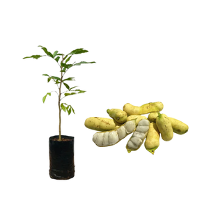 Muda Frutífera de Ingá Banana
